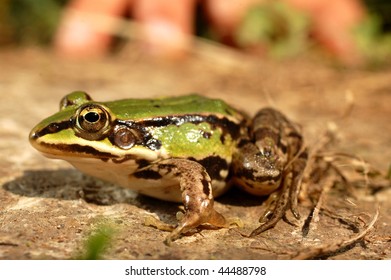 Marsh Frog Stock Photo 44488798 | Shutterstock