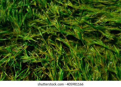 Marsh Grass Texture Stock Photo 405981166 | Shutterstock