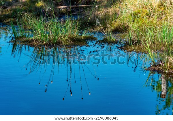 Marsh Landscape Grass Tussocks Reflection Open Stock Photo 2190086043 ...