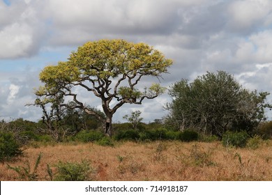 665 Marula tree Images, Stock Photos & Vectors | Shutterstock