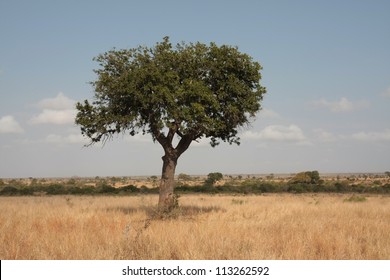 665 Marula tree Images, Stock Photos & Vectors | Shutterstock