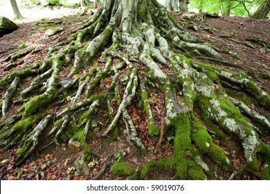 Mass Root System Tree Stock Photo 59019076 | Shutterstock