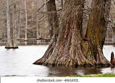 Massive Cedar Found Sunset Swamp Arkansas Stock Photo 40614331 ...