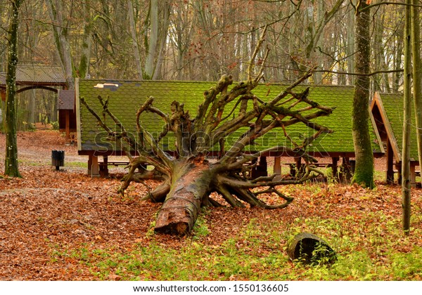 Massive Fallen Down Tree Roots Clearly Stock Photo 1550136605 ...