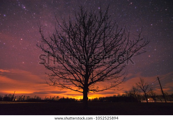 Massive Oak Tree Night Time Bright Stock Photo 1052525894 | Shutterstock