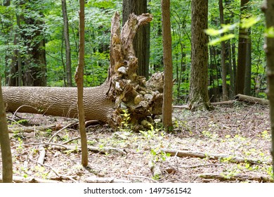 Massive Root Ball Large Oak Tree Stock Photo 1497561542 | Shutterstock