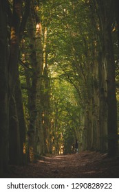 94,813 Tree line path Images, Stock Photos & Vectors | Shutterstock