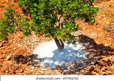 2,609 Mastic tree Stock Photos, Images & Photography | Shutterstock