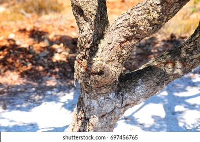 2,609 Mastic tree Stock Photos, Images & Photography | Shutterstock