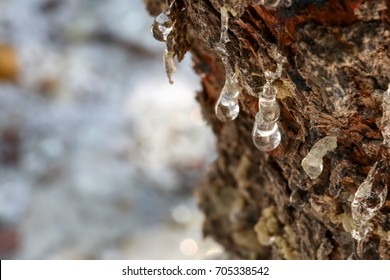 2,609 Mastic tree Stock Photos, Images & Photography | Shutterstock