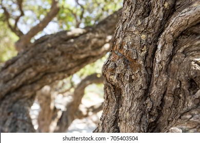 2,609 Mastic tree Stock Photos, Images & Photography | Shutterstock