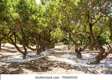 Mastic Tree Stock Photo 705403510 | Shutterstock