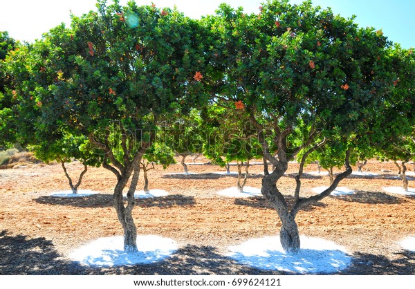 Mastic Tree Stock Photo 699624121 | Shutterstock