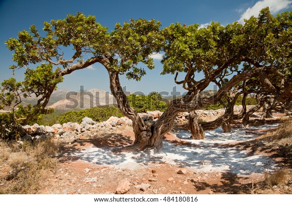 Mastic Tree Chios Greece Stock Photo (Edit Now) 484180816