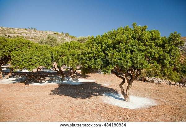 Mastic Tree Chios Greece Stock Photo (Edit Now) 484180834