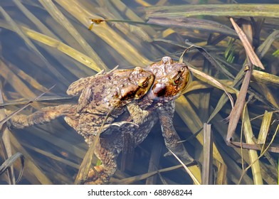 Lubber Grasshoppers Mating On Chain Link库存照片739769437 | Shutterstock