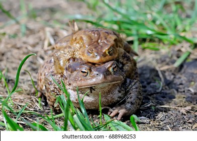 Mating Couple Common Toad Bufo Bufo Stock Photo 688968253 | Shutterstock