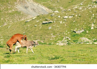 1,128 Cows mating Images, Stock Photos & Vectors | Shutterstock
