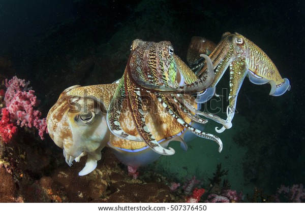 Mating Cuttlefish Sex Fish Stock Photo 507376450 | Shutterstock