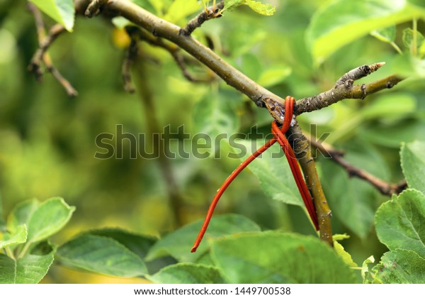 Mating Disruption Practice Wire Shaped Pheromone Stock Photo (Edit Now ...