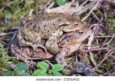 Mating Frogs Common Toad Stock Photo 272016923 | Shutterstock