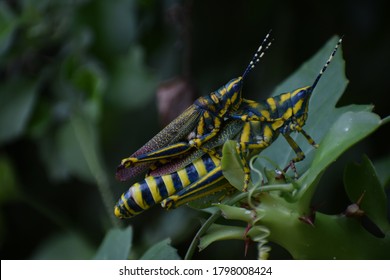 Mating Locuststiddithe Bigheaded Ogreeyed Insects That库存照片1798008424 ...