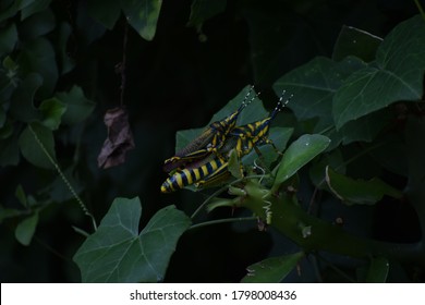 1,198 Mating locust Images, Stock Photos & Vectors | Shutterstock