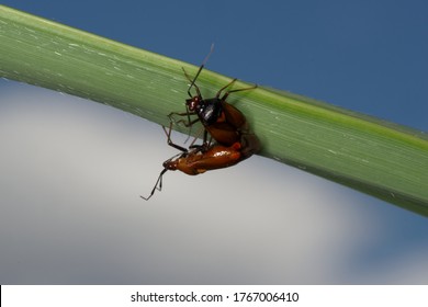 129 Miridae family Images, Stock Photos & Vectors | Shutterstock