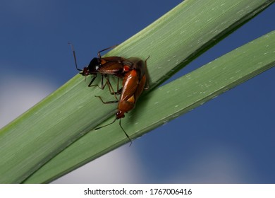 129 Miridae family Images, Stock Photos & Vectors | Shutterstock