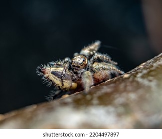 Mating Process Jumping Spider Stock Photo 2204497897 | Shutterstock