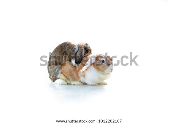 Mating Rabbit Mini Lop Eared Rabbits Stock Photo (Edit Now) 1012202107