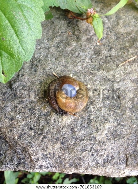 Mating Slugs Stock Photo (Edit Now) 701853169