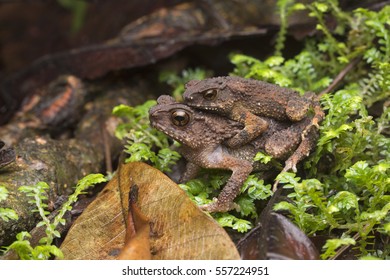 153 Parvus Images, Stock Photos & Vectors | Shutterstock