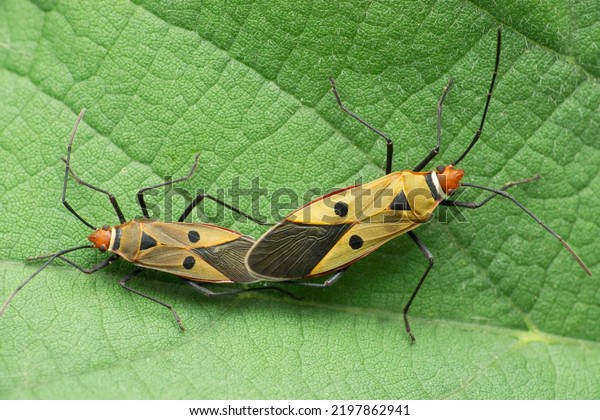 Mating Two Spotted Sting Bug Perillus Stock Photo 2197862941 | Shutterstock