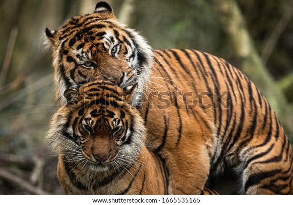 Mating Two Tigers Forest Stock Photo (Edit Now) 1665535165