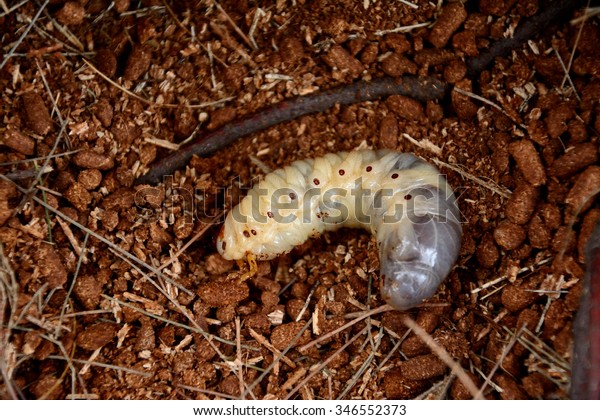 Maybug Larvae Coconut Soil Background Melolontha Stock Photo 346552373 ...