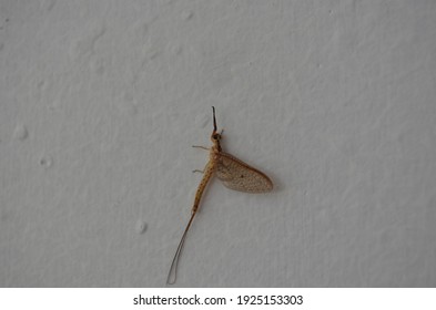 2,615 Triangular wing Images, Stock Photos & Vectors | Shutterstock