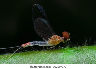 96 Long tailed mayfly Images, Stock Photos & Vectors | Shutterstock