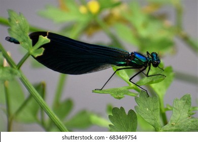 Mayfly Stock Photo 683469754 | Shutterstock
