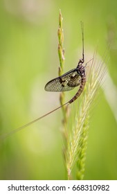 Mayfly Ephemeroptera Stock Photo 668310982 | Shutterstock
