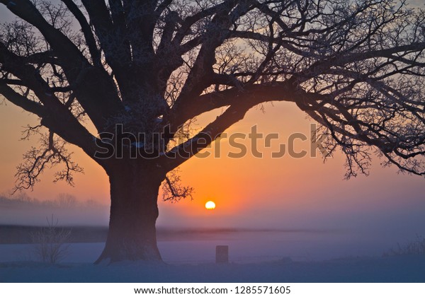Mcbaine Bur Oak Outside Columbia Missouri Stock Photo 1285571605 ... Mcbaine Bur Oak Outside Columbia Missouri Stock Photo 1285571605 ...