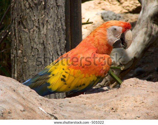 Mccaw Bird Stock Photo (Edit Now) 501022