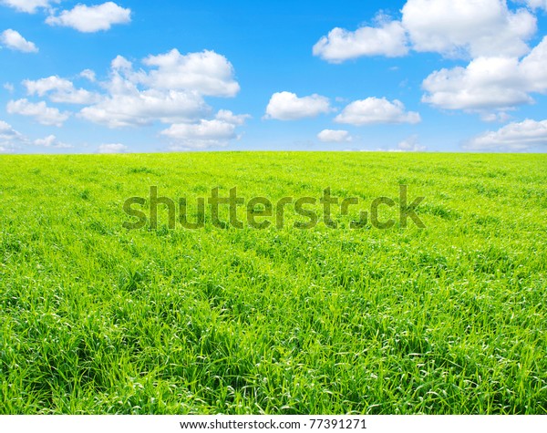 Meadow Stock Photo 77391271 | Shutterstock