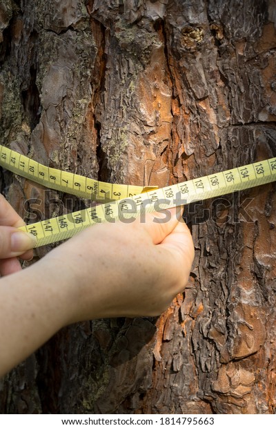 Measuring Circumference Tree Meter Concept Deforestation Stock Photo ...