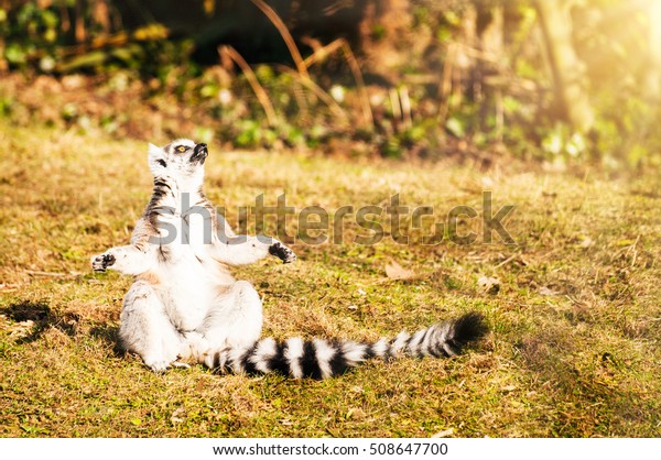 Meditating Ringtailed Lemur Stock Photo 508647700 | Shutterstock