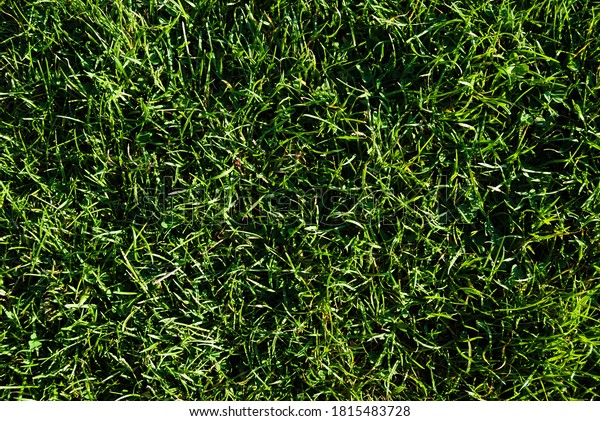 Medium Sized Grass Texture Garden Stock Photo 1815483728 | Shutterstock