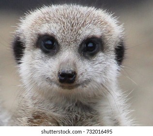 Suricata wallpaper Images, Stock Photos & Vectors | Shutterstock