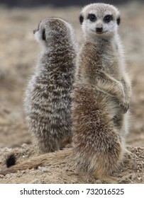 Suricata wallpaper Images, Stock Photos & Vectors | Shutterstock