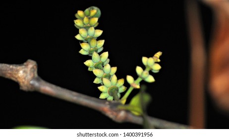 Vicks Plant Mexican Cuban Oregano Plant Stock Photo (Edit Now) 1710207379