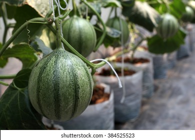 18,547 Melon tree Images, Stock Photos & Vectors | Shutterstock